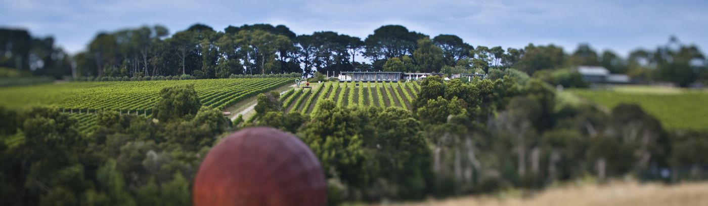 Montalto Winery Tours and Experiences